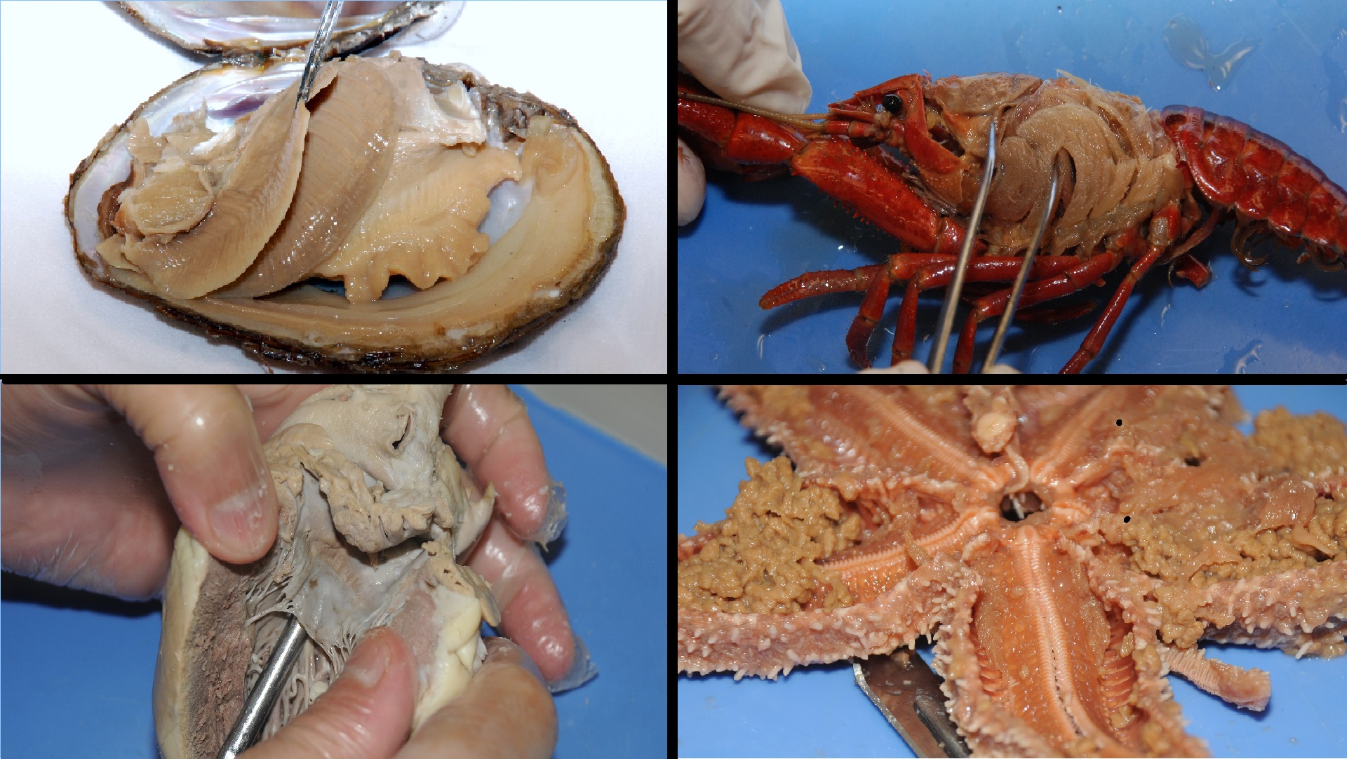Cow Eye Dissection Dissection 101 Dissection Resources For Classroom